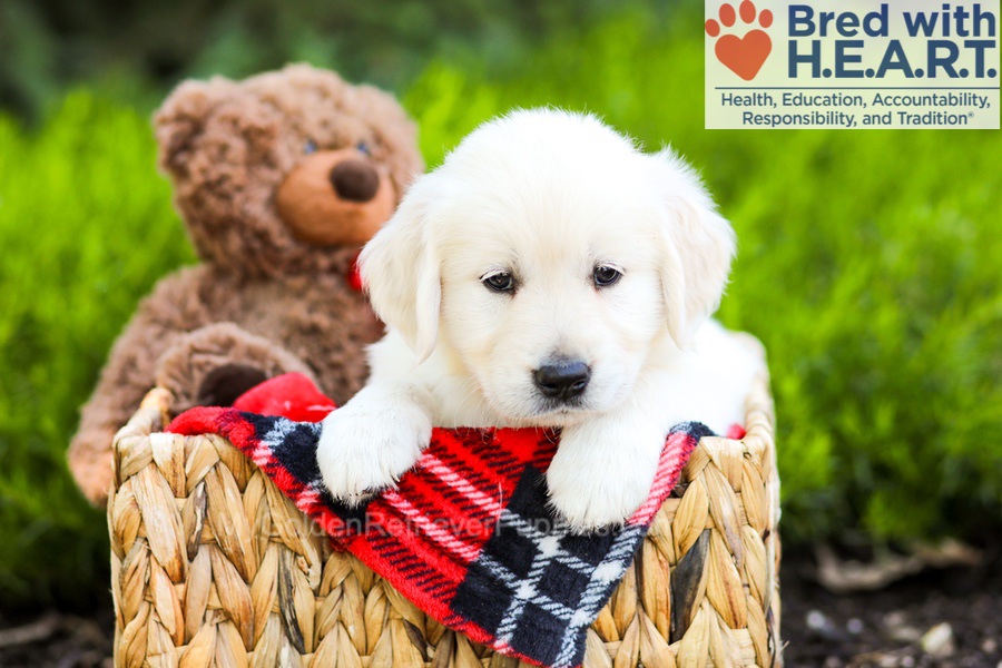Florida - My Golden Retreiver Puppies